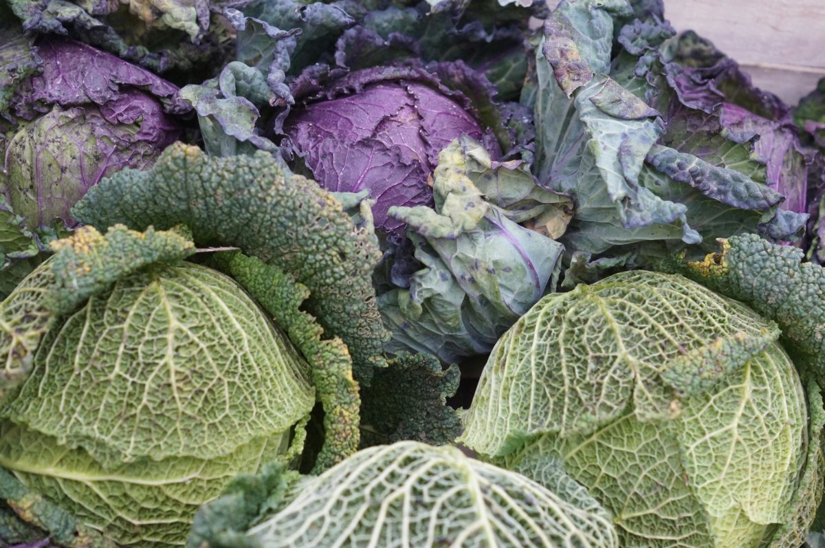 Common cabbage pests and ways to stop them (Sponsored content from ...