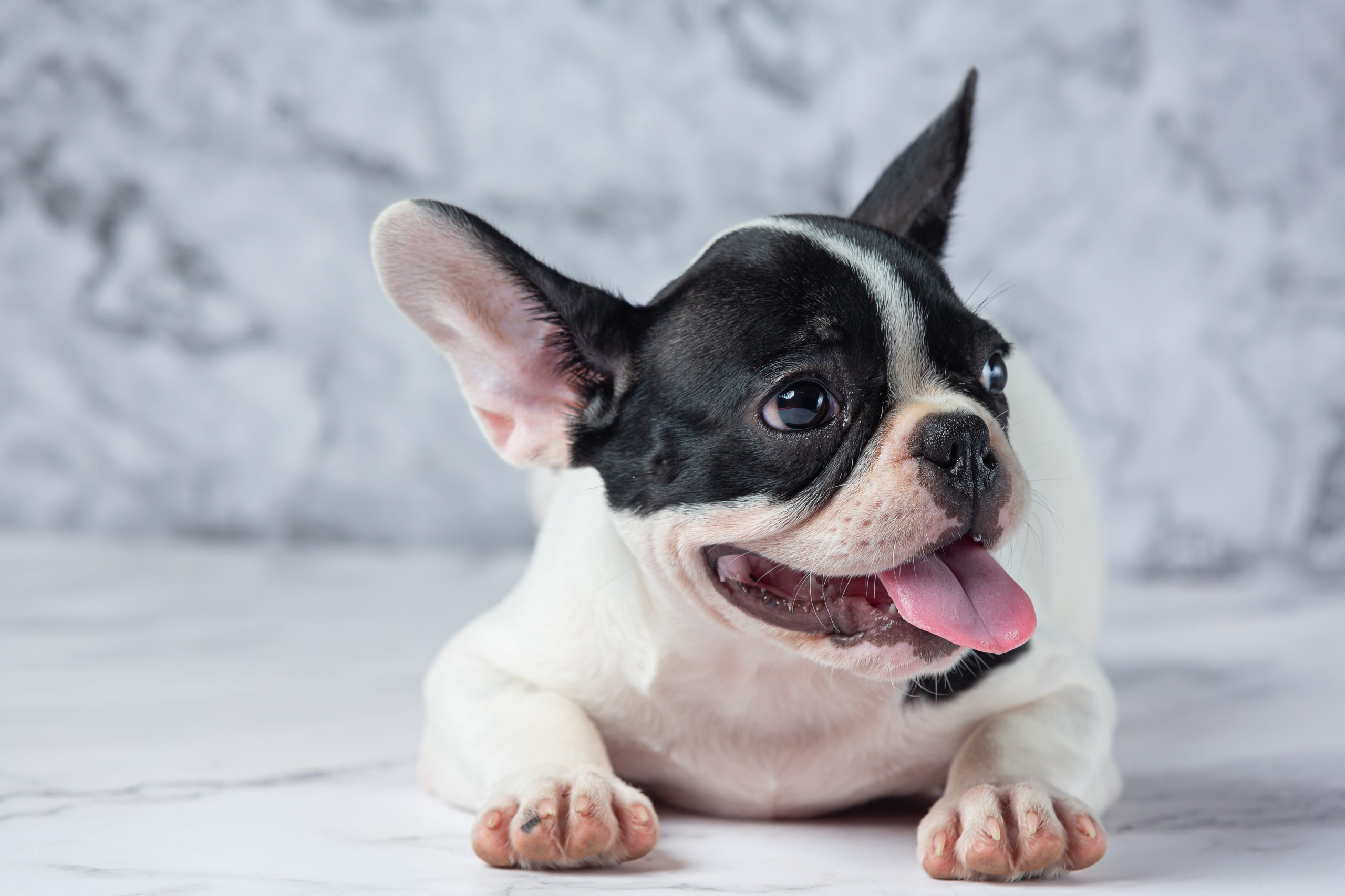 Best In-Home Dog Grooming Services in NYC 2026 (Sponsored content from ...