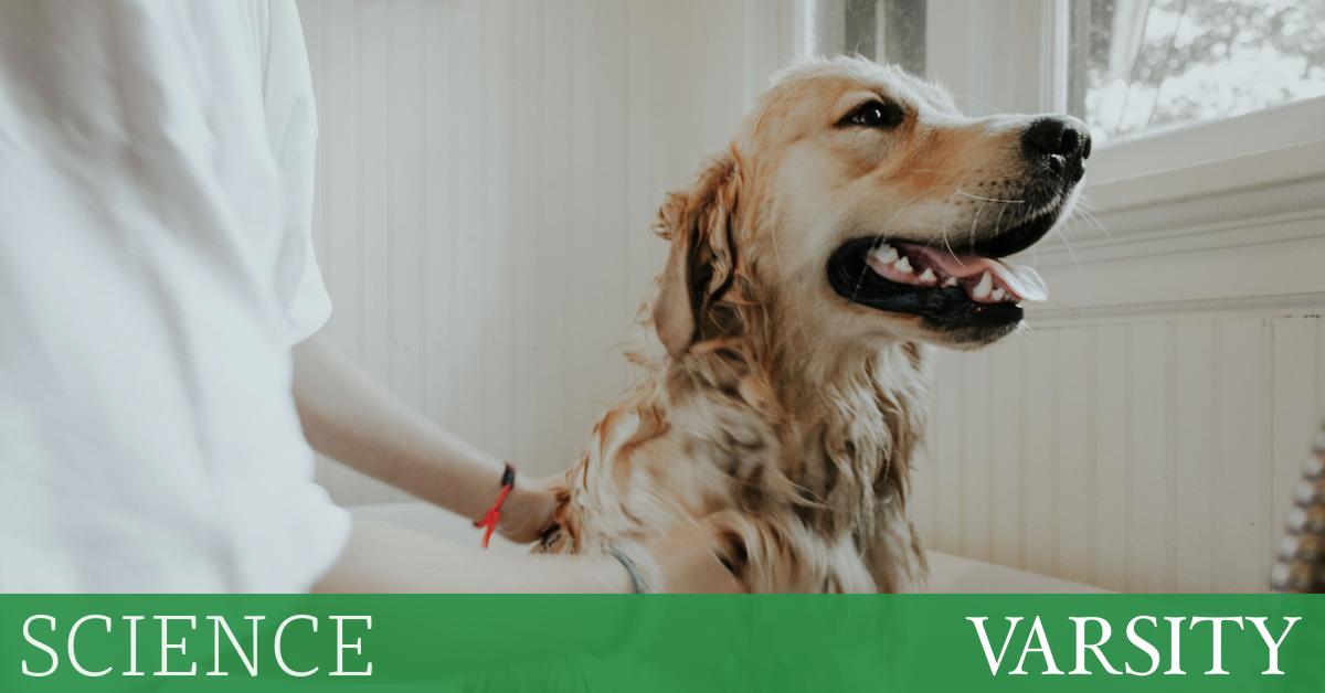 Why Cambridge needs more therapy animals | Varsity