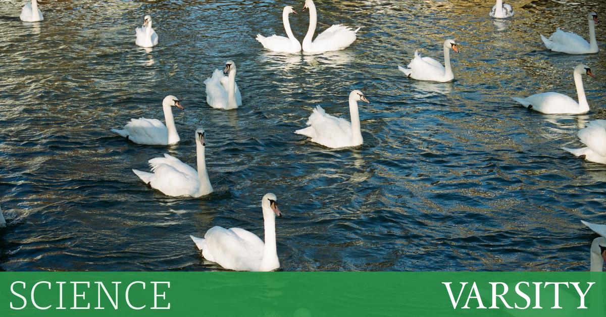 Looking for love? So is the entire animal kingdom | Varsity