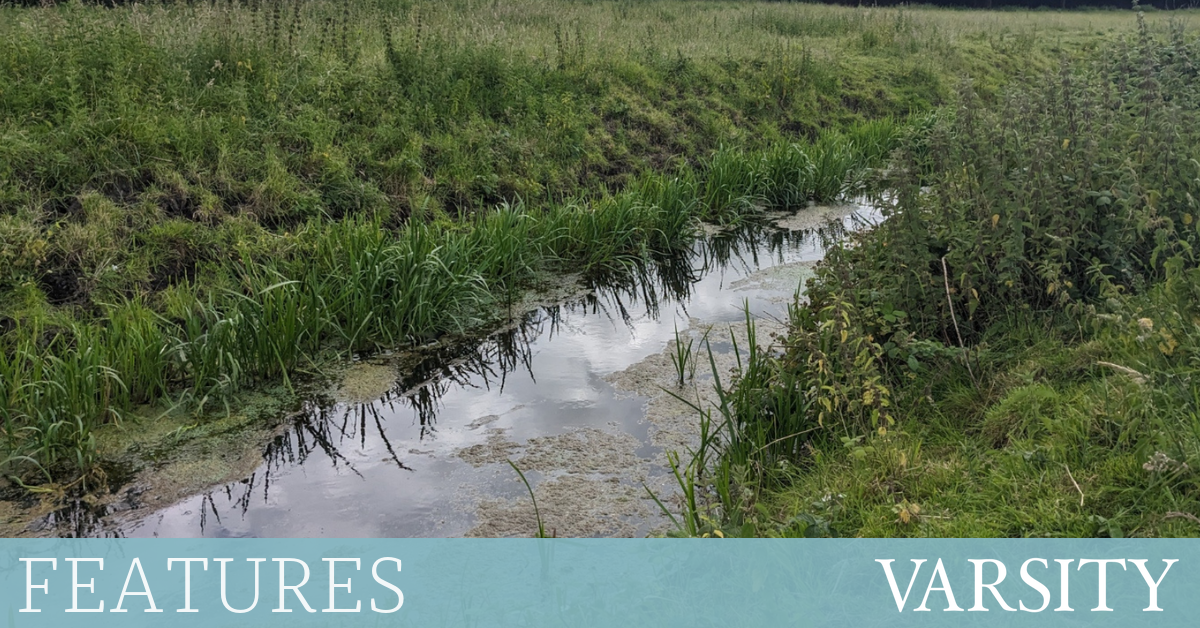 Cambridge’s chalk streams are under threat, and that’s a problem | Varsity