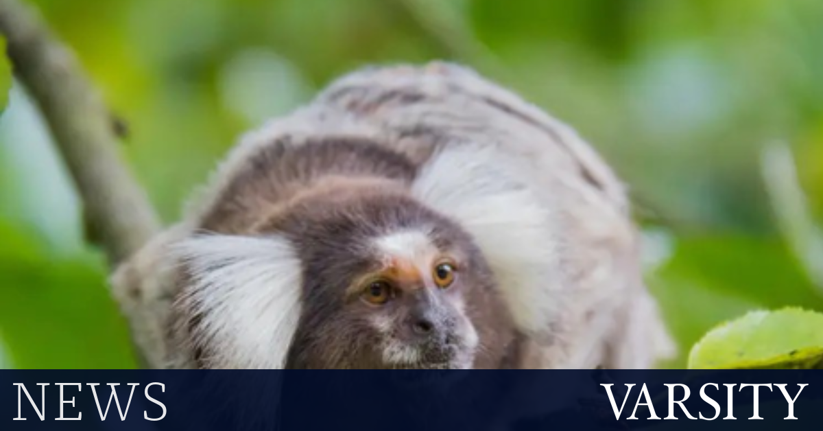 Students slam the University over ‘truly horrific’ animal testing ...