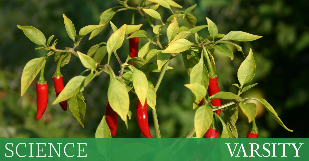 Why some like it hot: the science behind spice tolerance | Varsity