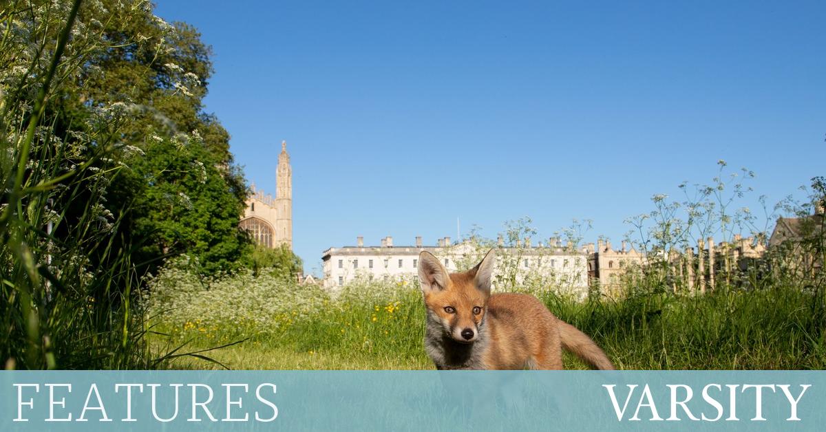 A walk on the wild side with Cambridge’s hidden nature | Varsity
